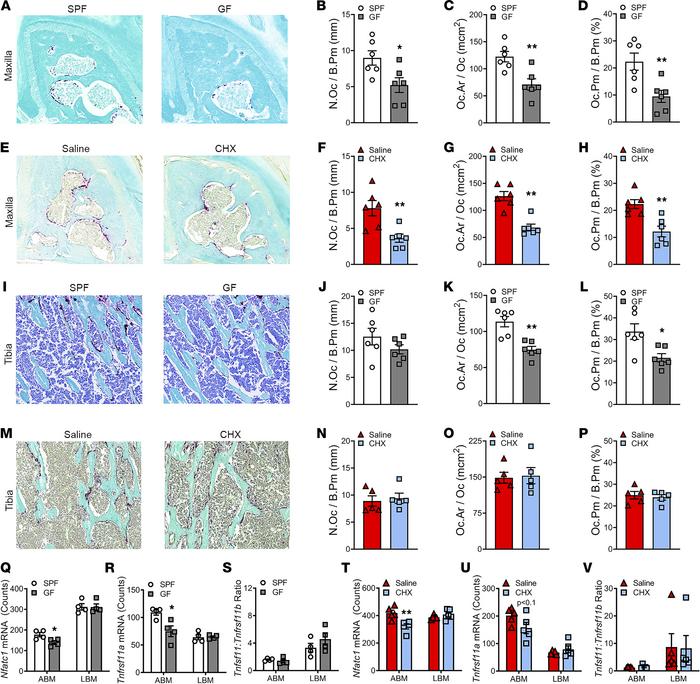 Jci Insight Commensal Oral Microbiota Induces Osteoimmunomodulatory