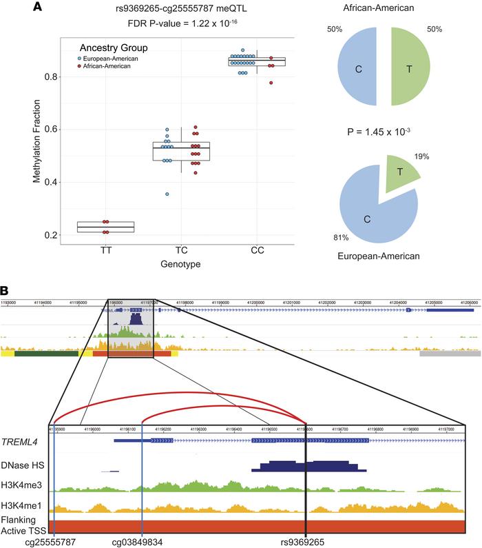 Jci Insight A Longitudinal And Transancestral Analysis Of Dna