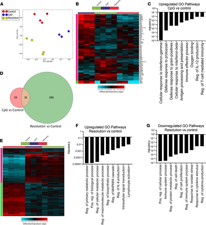 Jci Insight Ifn γ Is Essential For Alveolar Macrophagedriven