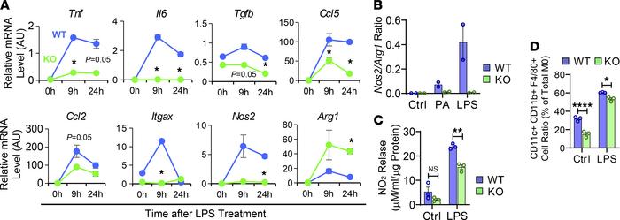 Jci Insight Ant2 Drives Proinflammatory Macrophage Activation In Obesity