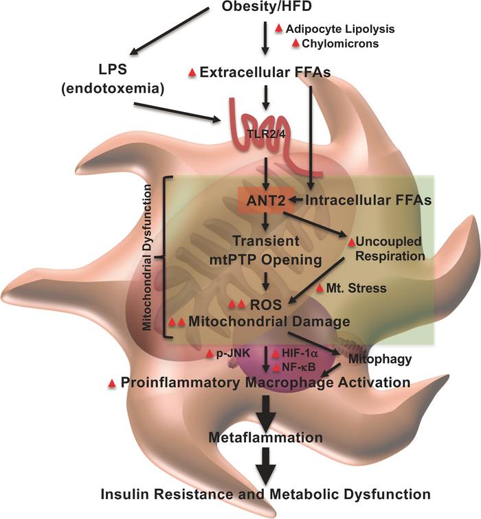 Jci Insight Ant2 Drives Proinflammatory Macrophage Activation In Obesity