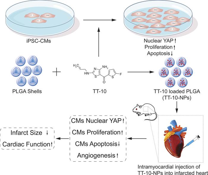 Jci Insight Tt 10loaded Nanoparticles Promote Cardiomyocyte