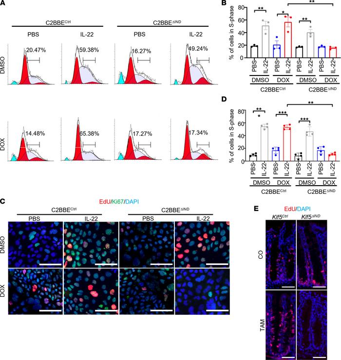 Jci Insight Klf5 Protects The Intestinal Epithelium Against Th17