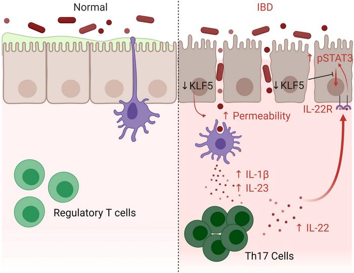 Jci Insight Klf5 Protects The Intestinal Epithelium Against Th17