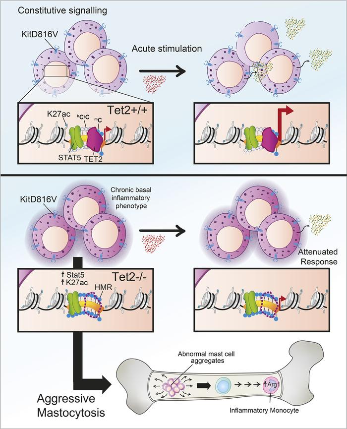 Jci Insight Tet2 Regulates Immune Tolerance In Chronically Activated