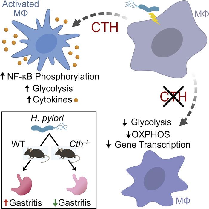 Jci Insight Cystathionine γ Lyase Exacerbates Helicobacter Pylori