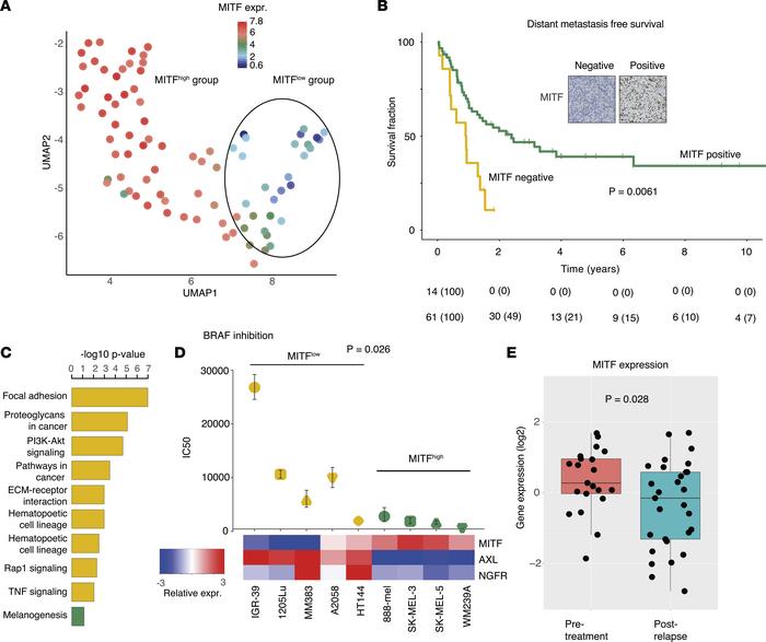 Jci Insight Dna Promoter Hypermethylation Of Melanocyte Lineage Genes