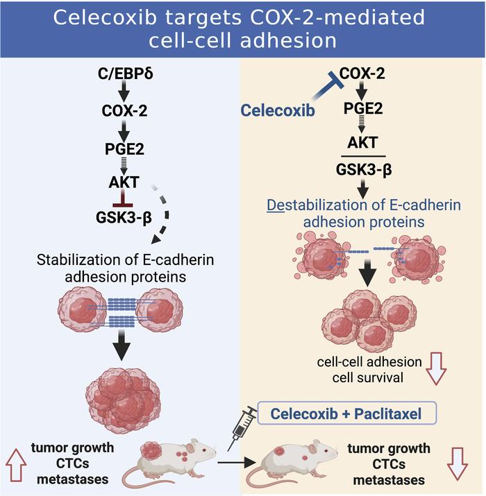 Jci Insight Stabilization Of E Cadherin Adhesions By Cox 2gsk3β