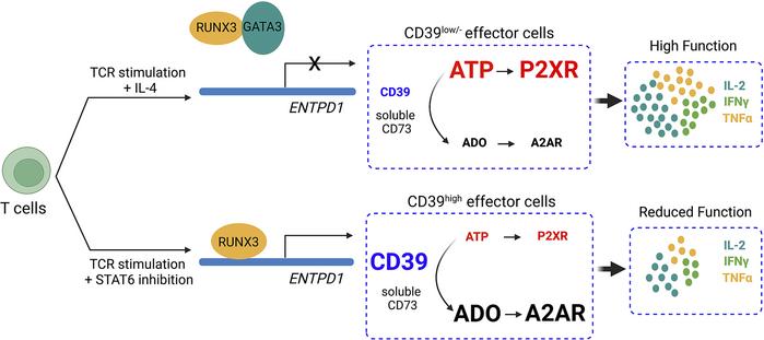 Jci Insight Il 4 Prevents Adenosine Mediated Immunoregulation By