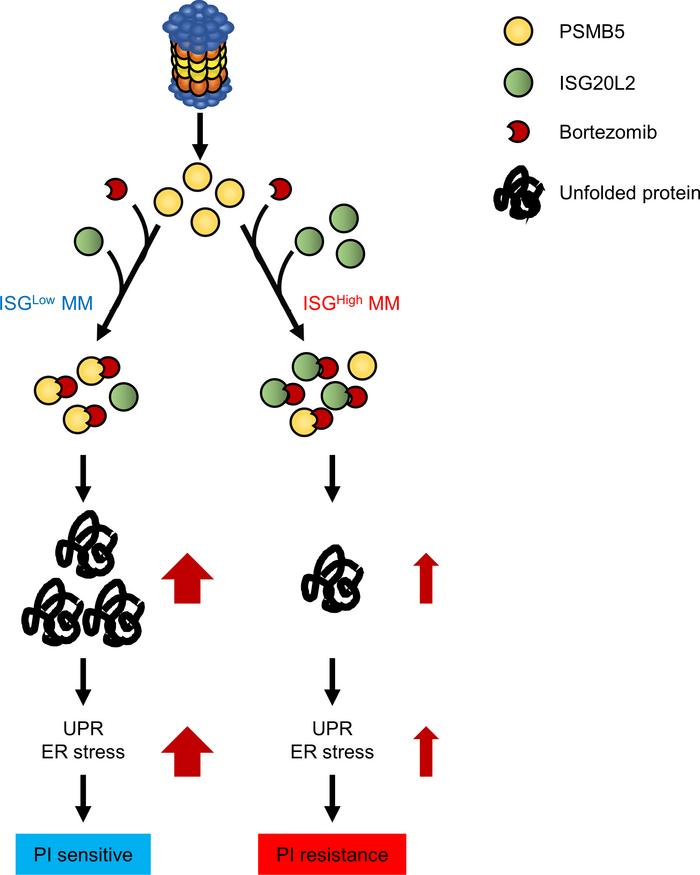 Jci Insight Isg20l2 Suppresses Bortezomib Antimyeloma Activity By