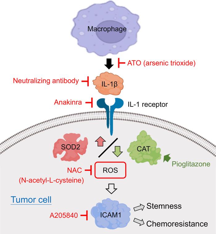 Jci Insight Macrophage Secretory Il 1β Promotes Docetaxel Resistance