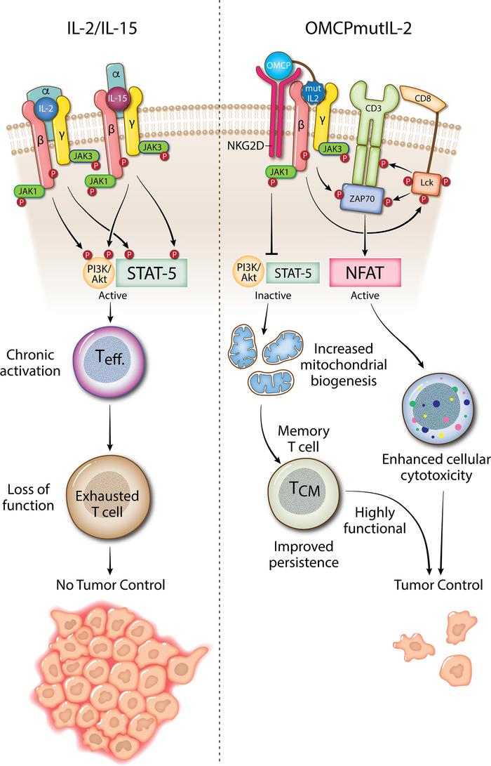 Jci Insight A Reengineered Common Chain Cytokine Augments Cd8 T Cell