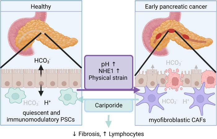 Jci Insight Acid Base Homeostasis Orchestrated By Nhe1 Defines The