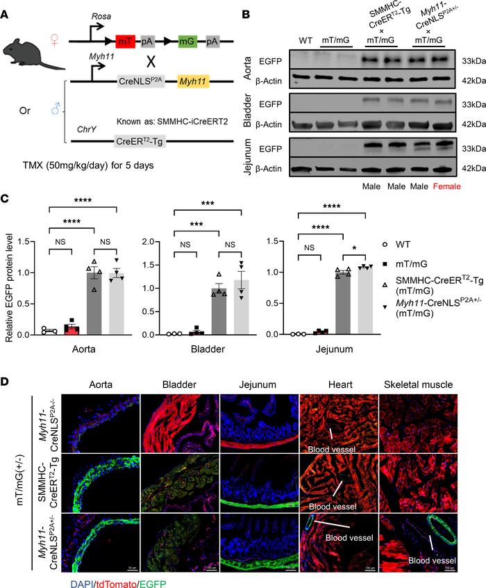 Jci Insight Generating Endogenous Myh11 Driven Cre Mice For Sex