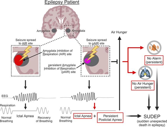 Jci Insight Failure To Breathe Persists Without Air Hunger Or Alarm