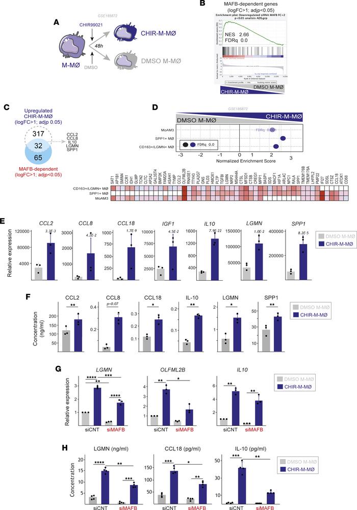 Jci Insight Mafb Shapes Human Monocytederived Macrophage Response To