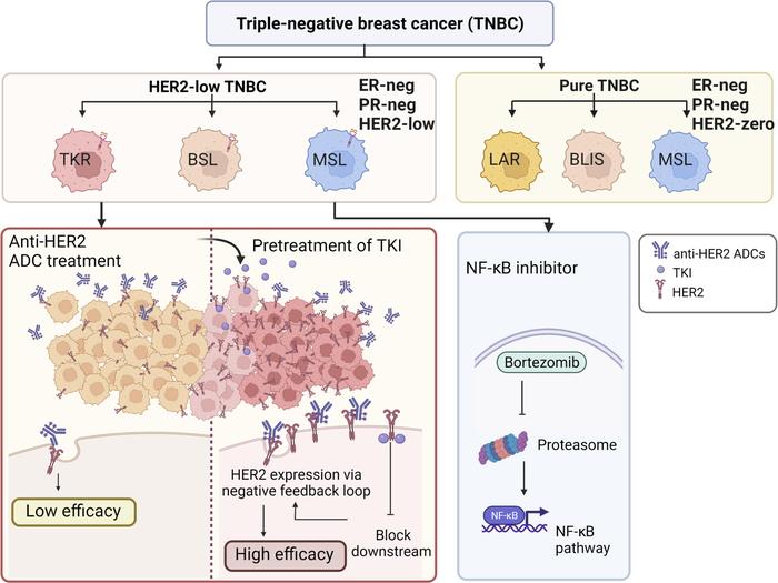 Jci Insight Multiomics Of Her2 Low Triple Negative Breast Cancer