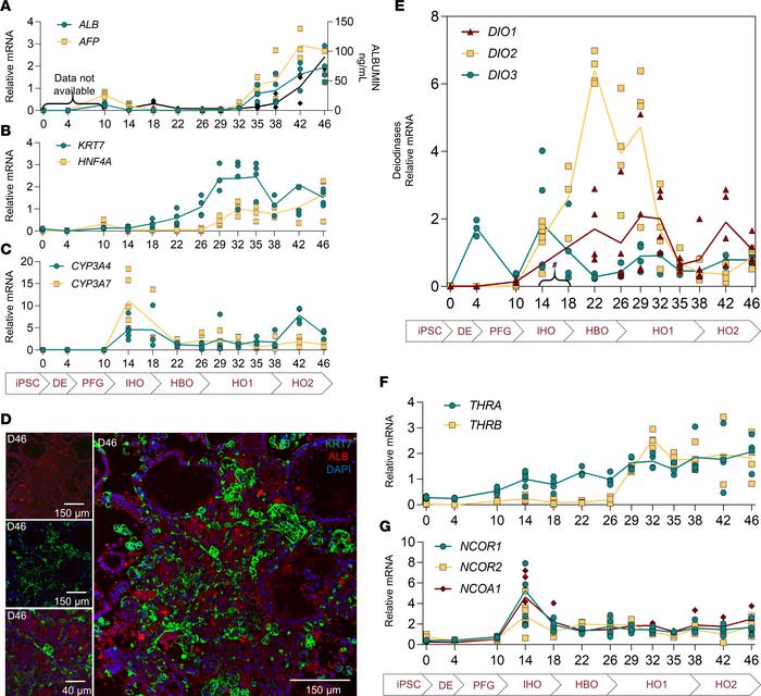 Jci Insight Localized T3 Production Modifies The Transcriptome And