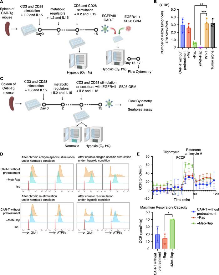 Jci Insight Enhancing Car T Cell Metabolism To Overcome Hypoxic