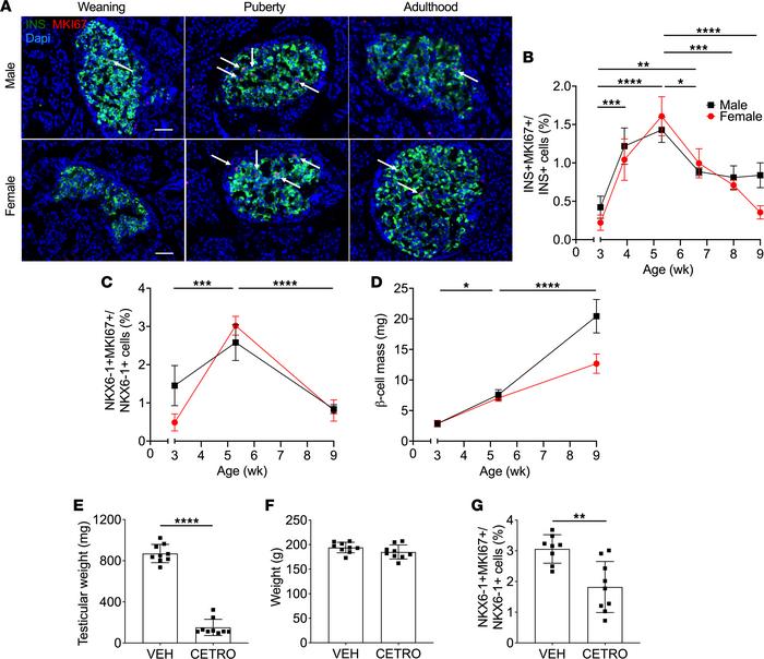 Jci Insight β Cell Mass Expansion During Puberty Involves Serotonin