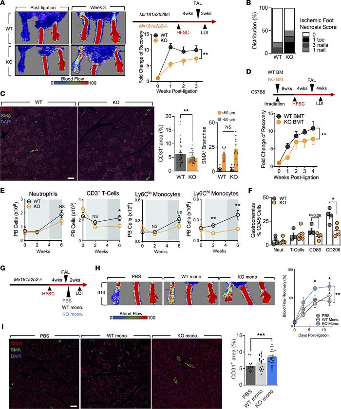 Jci Insight A Mirnacxcr4 Signaling Axis Impairs Monopoiesis And