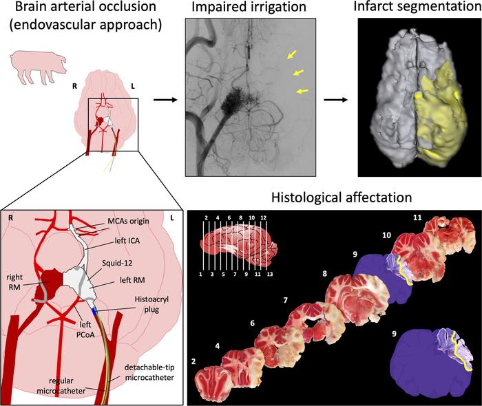 Jci Insight Establishment Of A Reproducible And Minimally Invasive