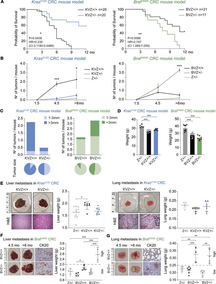 Jci Insight The Emt Factor Zeb1 Paradoxically Inhibits Emt In Braf