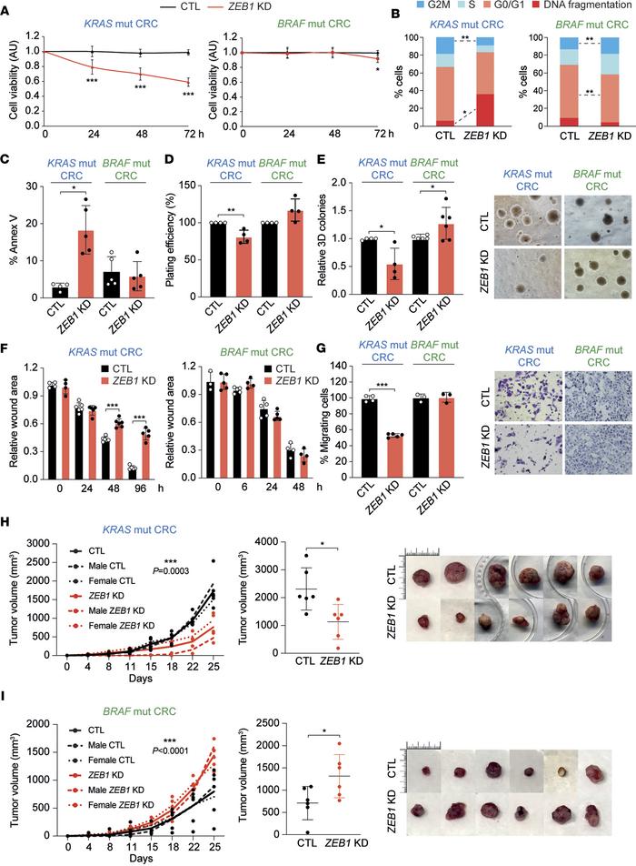 Jci Insight The Emt Factor Zeb1 Paradoxically Inhibits Emt In Braf