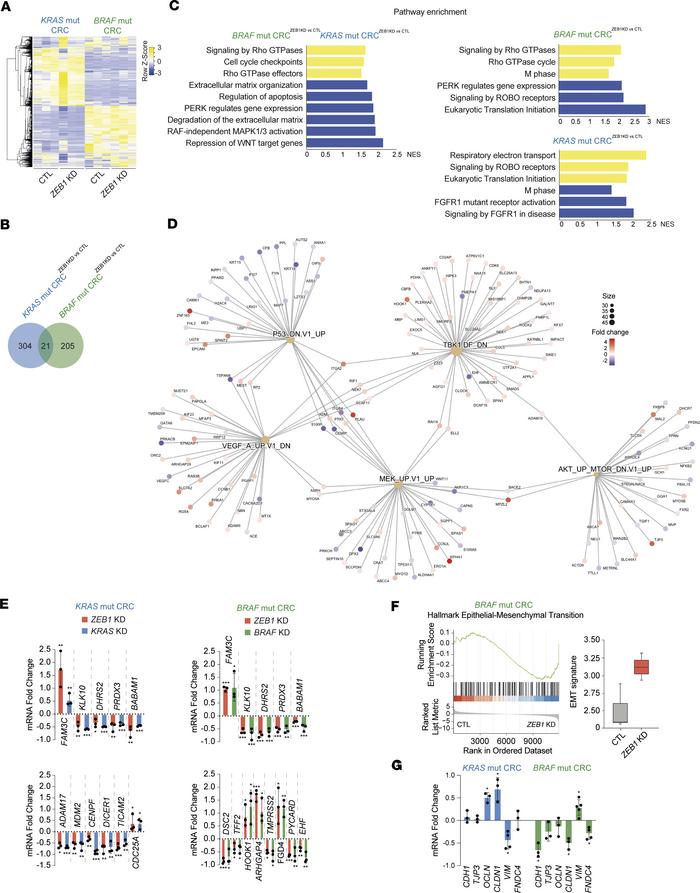 Jci Insight The Emt Factor Zeb1 Paradoxically Inhibits Emt In Braf