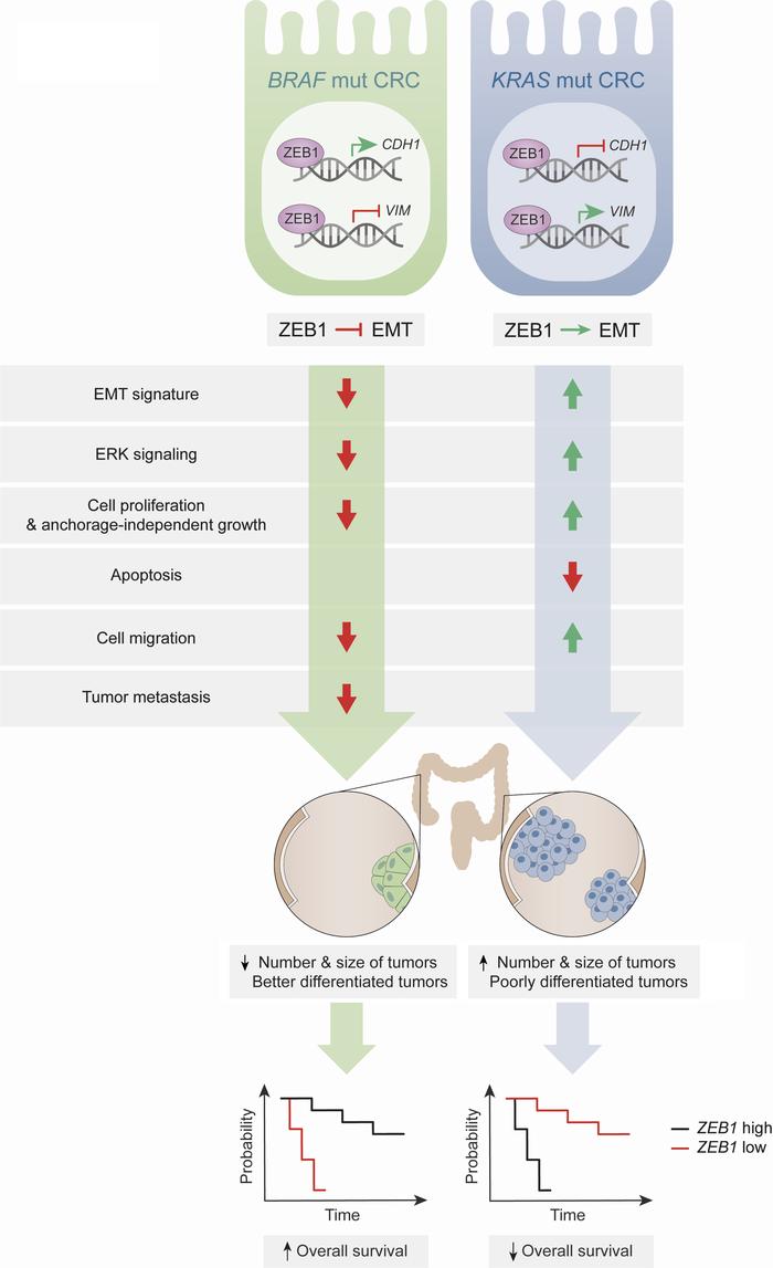 Jci Insight The Emt Factor Zeb1 Paradoxically Inhibits Emt In Braf