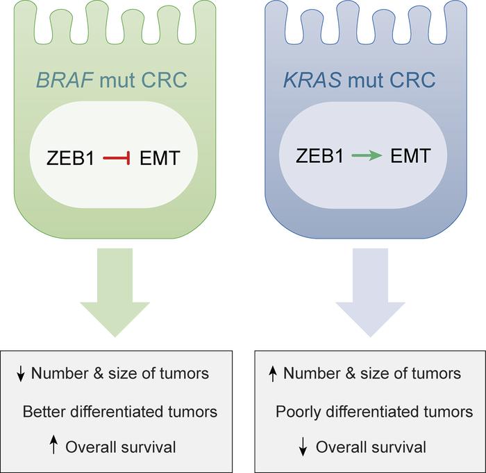 Jci Insight The Emt Factor Zeb1 Paradoxically Inhibits Emt In Braf