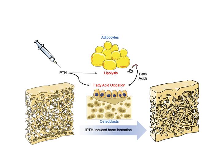 Jci Insight Mitochondrial B Oxidation Of Adipose Derived Fatty Acids