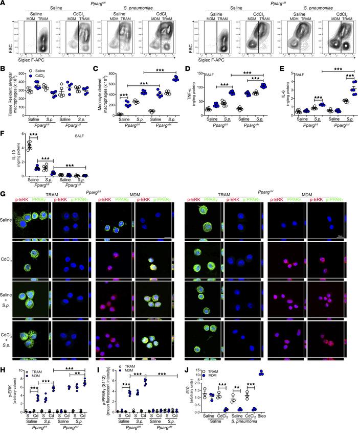 Jci Insight Impaired Pparγ Activation By Cadmium Exacerbates