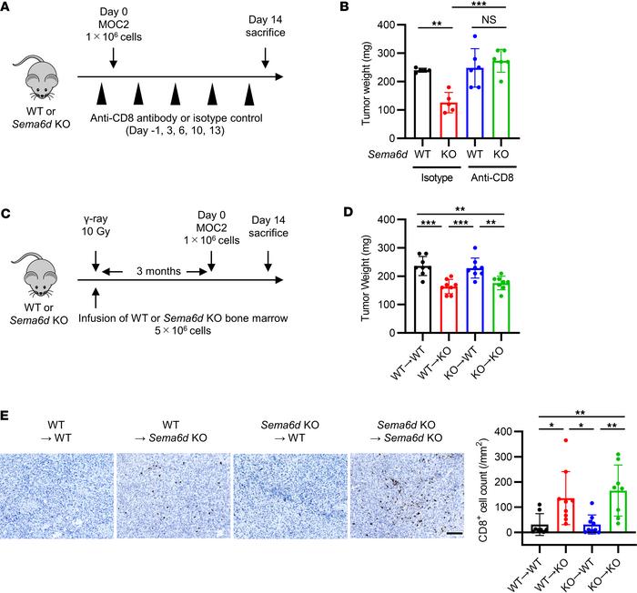 Jci Insight Sema6d Forward Signaling Impairs T Cell Activation And