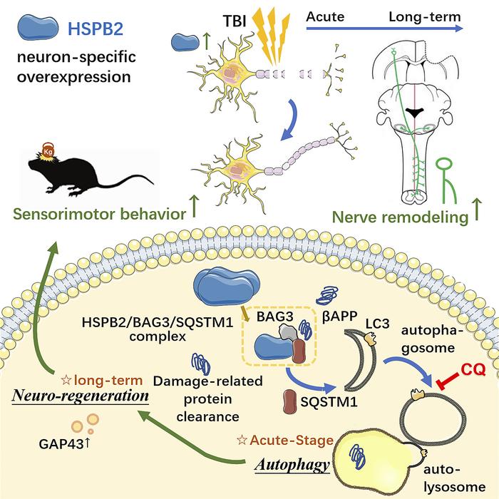 Jci Insight Hspb2 Facilitates Neural Regeneration Through Autophagy