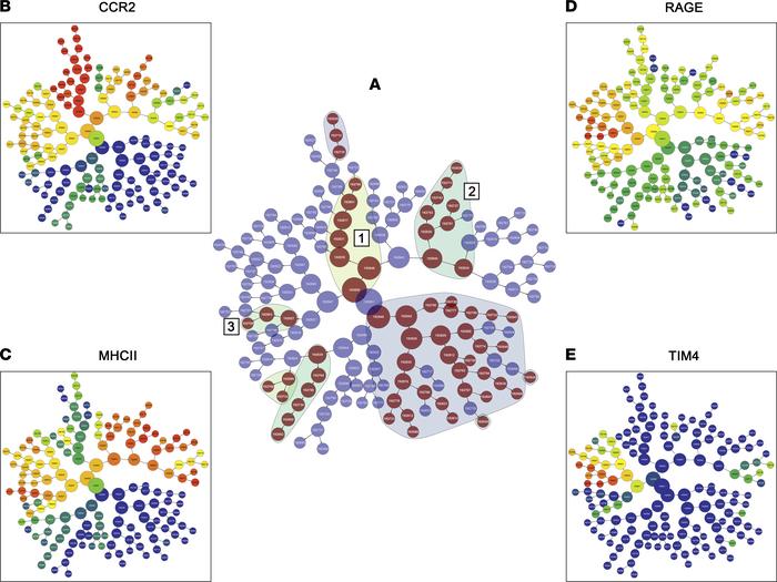 Jci Insight Macrophage Rage Activation Is Proinflammatory In Nash