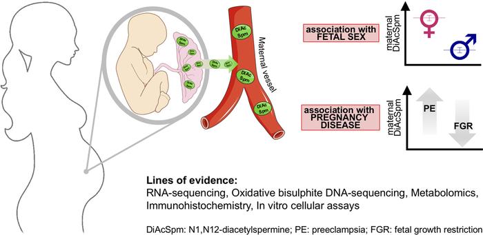 Jci Insight Placental Polyamine Metabolism Differs By Fetal Sex