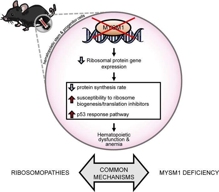 Jci Insight Mysm1 Maintains Ribosomal Protein Gene Expression In