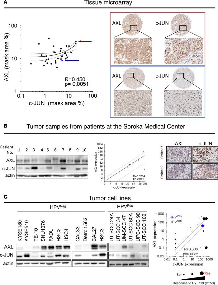 Jci Insight Repression Of Axl Expression By Ap 1jnk Blockage