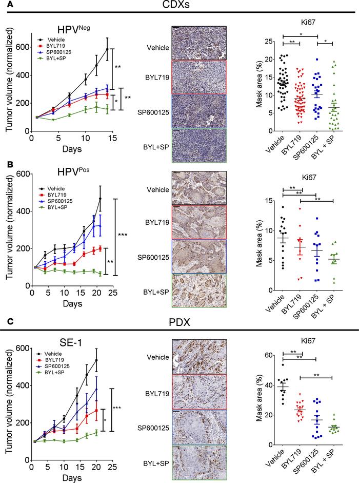 Jci Insight Repression Of Axl Expression By Ap 1jnk Blockage