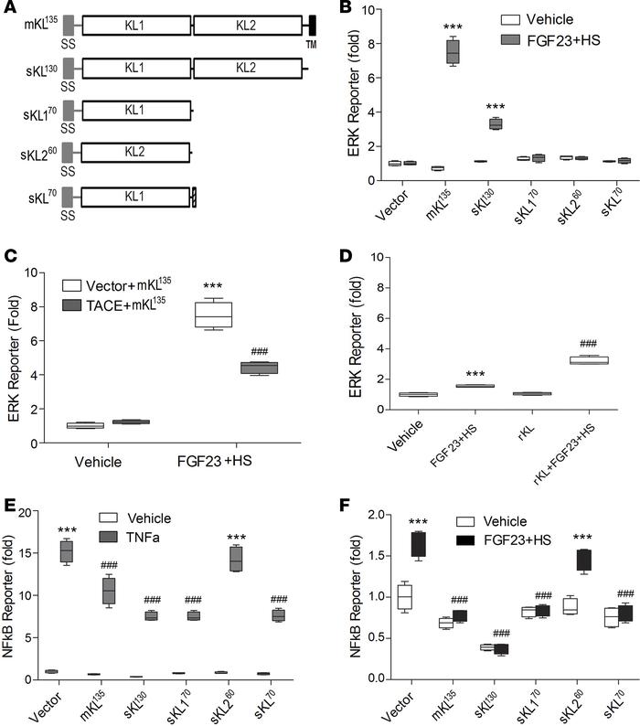 Jci Insight Fgf23 Expression Is Stimulated In Transgenic α Klotho