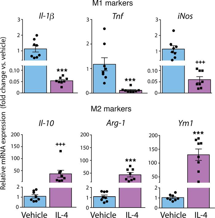 Jci Insight Il 4 Induces M2 Macrophages To Produce Sustained