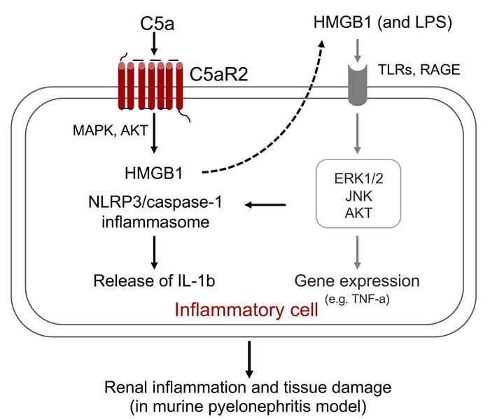 Jci Insight The C5ac5ar2 Axis Promotes Renal Inflammation And Tissue