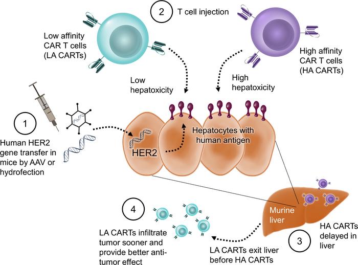 Jci Insight A Rational Mouse Model To Detect On Target Off Tumor Car