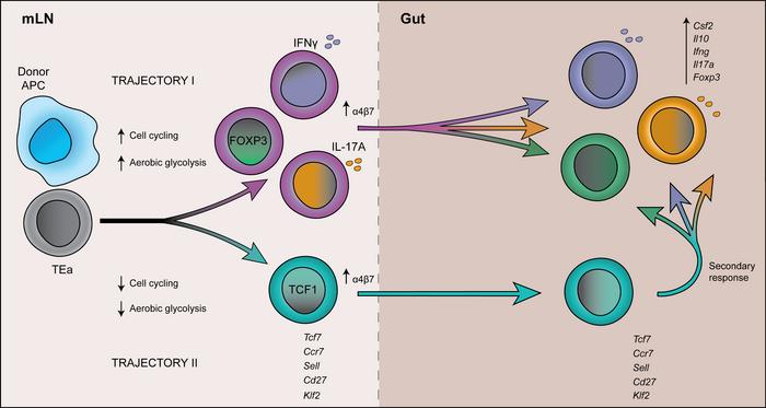 Jci Insight Single Cell Transcriptomics Of Alloreactive Cd4 T Cells