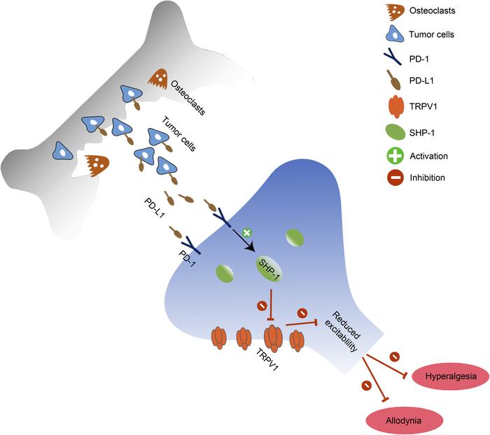 Jci Insight Inhibition Of Trpv1 By Shp 1 In Nociceptive Primary