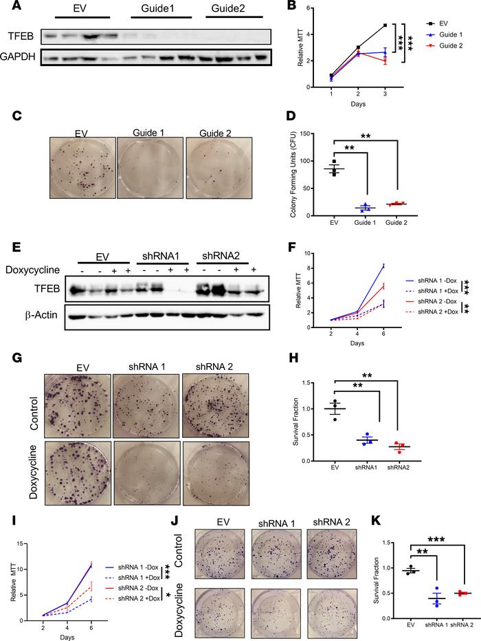 Jci Insight Colorectal Cancer Cells Utilize Autophagy To Maintain