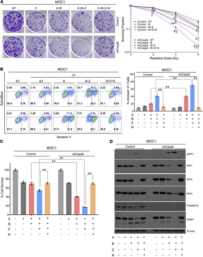 Jci Insight Caspase 8 Loss Radiosensitizes Head And Neck Squamous