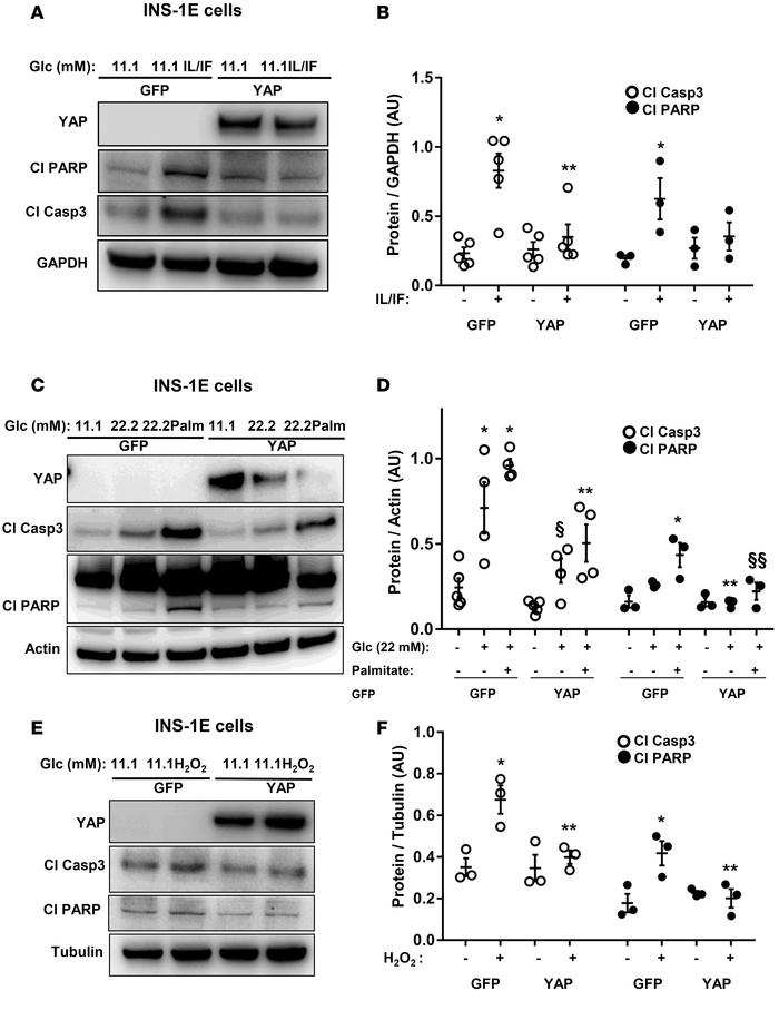 Jci Insight Proproliferative And Antiapoptotic Action Of Exogenously