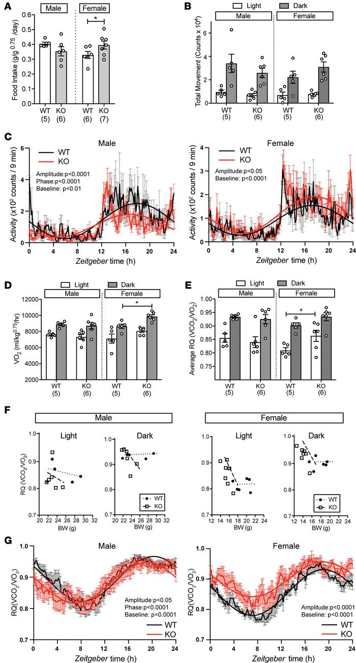 Jci Insight Prl2 Links Magnesium Flux And Sex Dependent Circadian